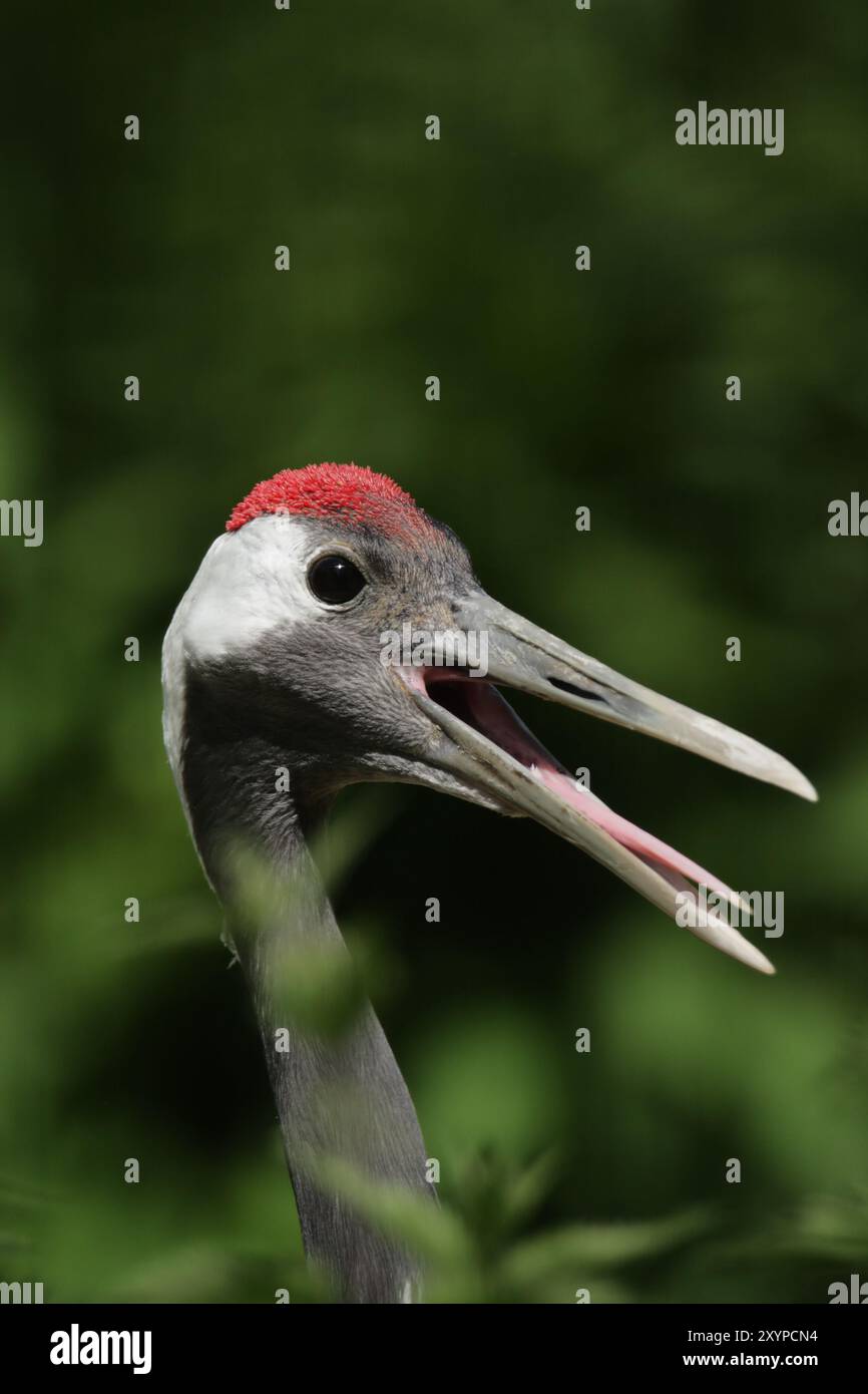 Portrait of a Red-crowned Crane (Grus japonensis) with beak wide open ...