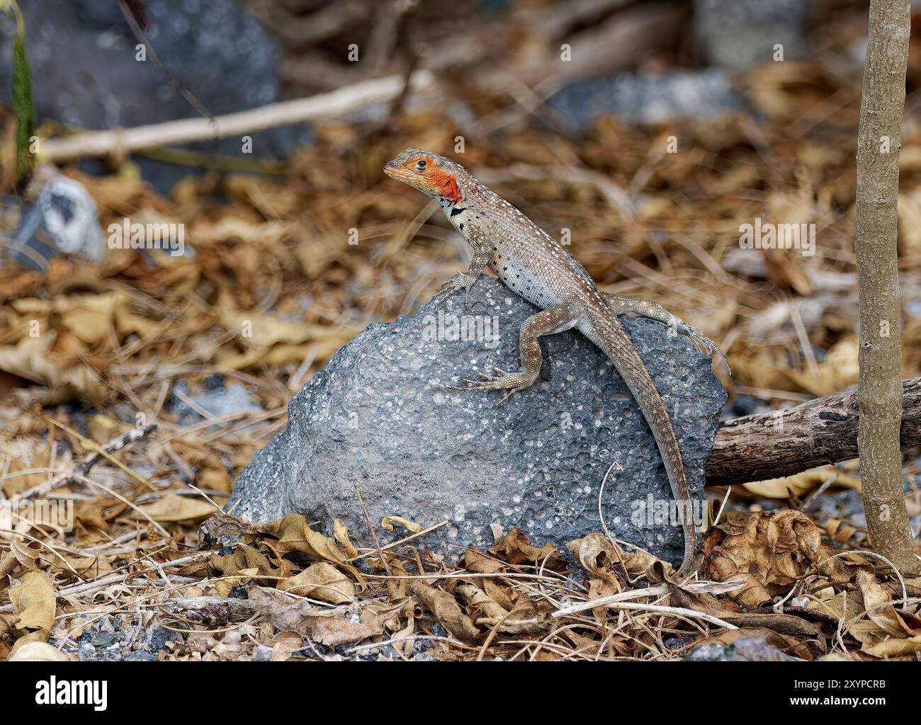 Galápagos Lava lizard, Microlophus albemarlensis, lávagyík, Isabela ...