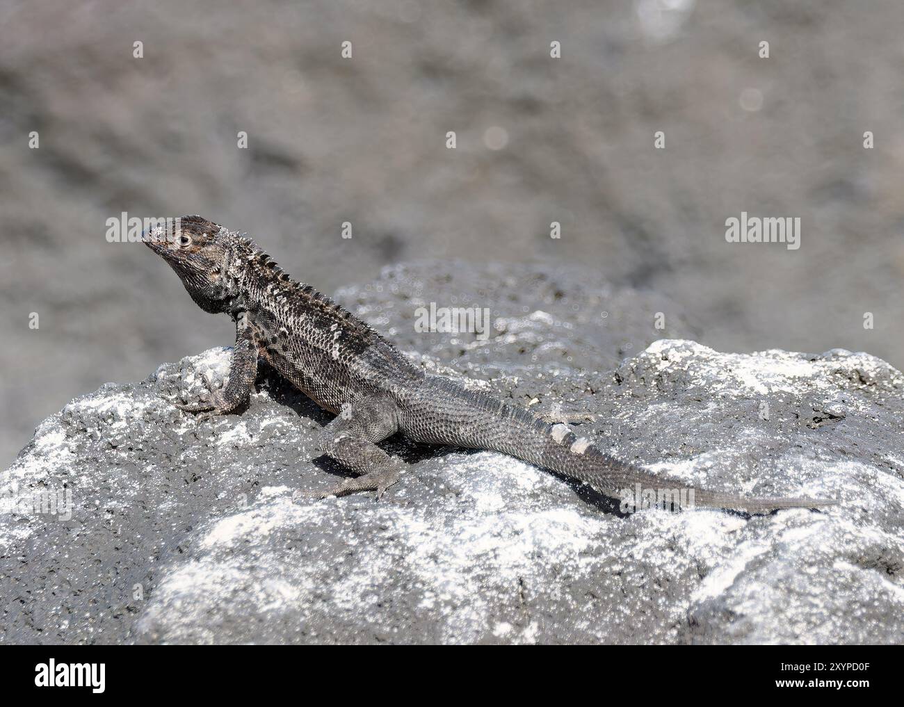 Galápagos Lava lizard, Microlophus albemarlensis, lávagyík, Isabela ...