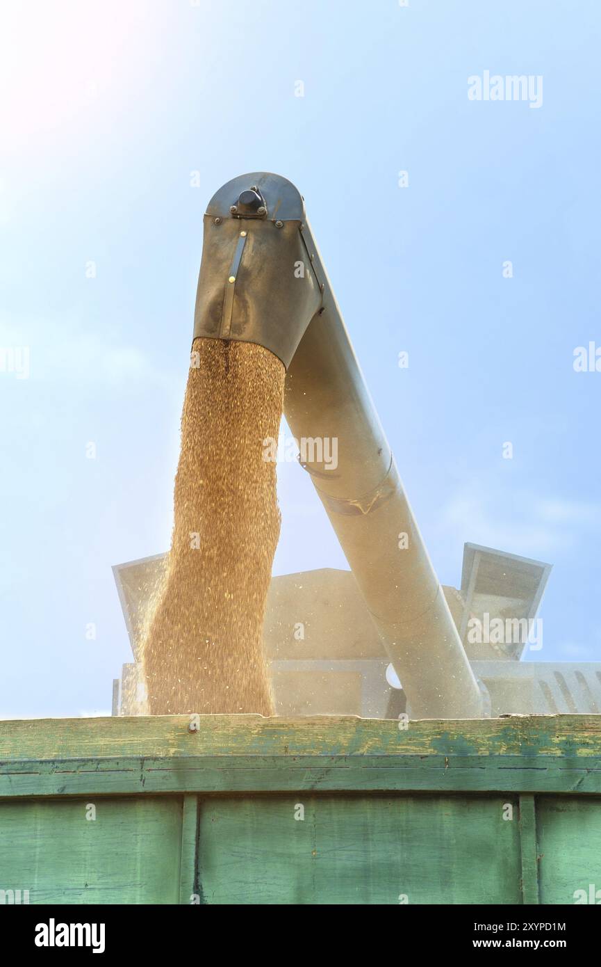 Combine harvester in action on the wheat field, unloading grains in the ...