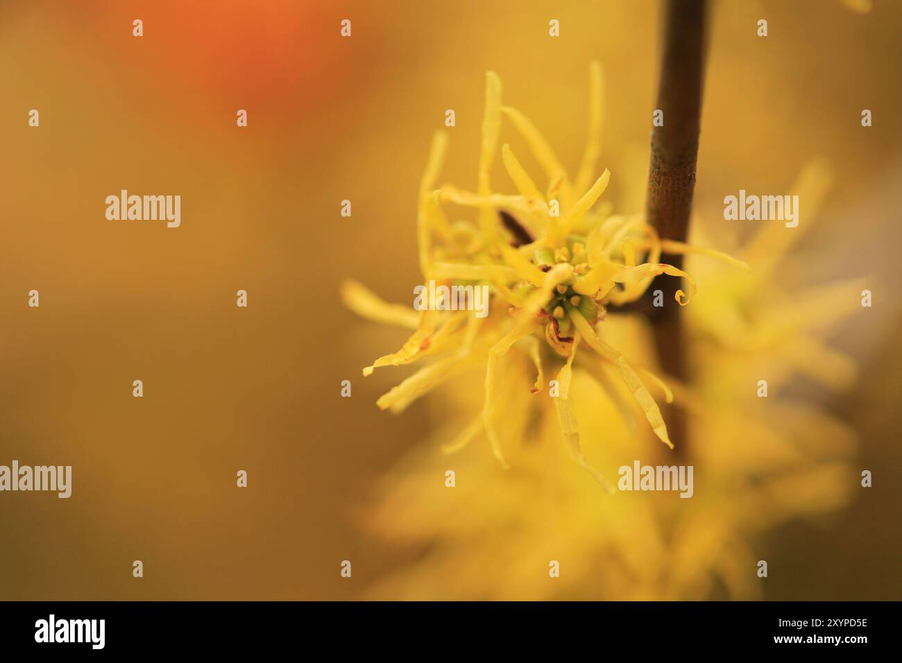Witch hazel flower Stock Photo - Alamy