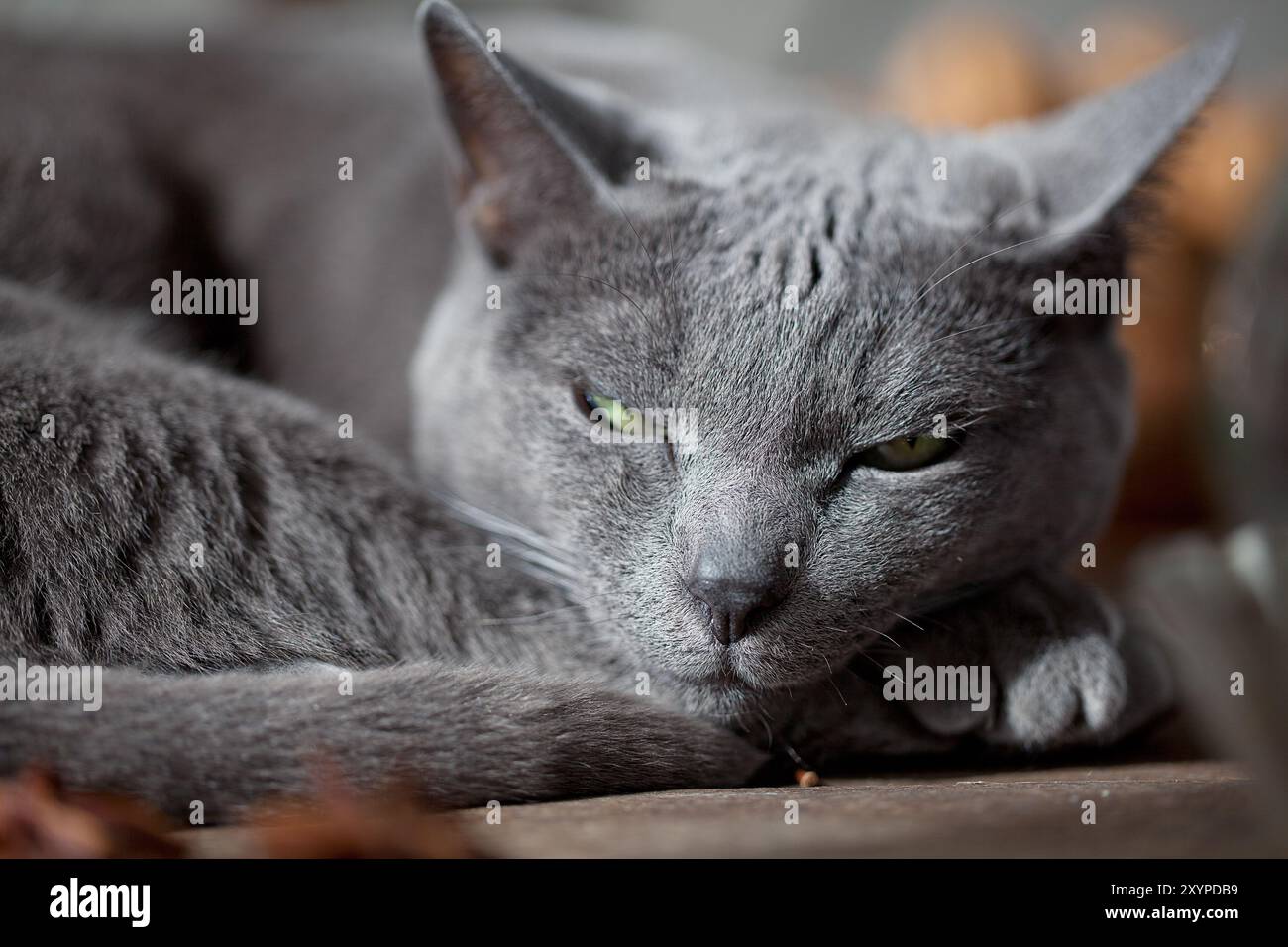 Cat on K Stock Photo - Alamy