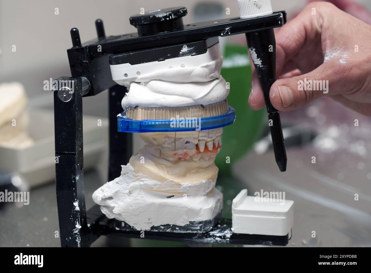 Upper and lower jaw are articulated Stock Photo - Alamy