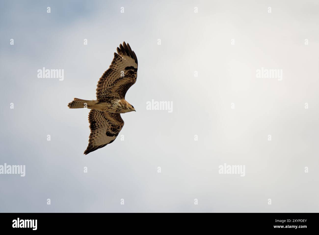 Common buzzard flies up hi-res stock photography and images - Alamy