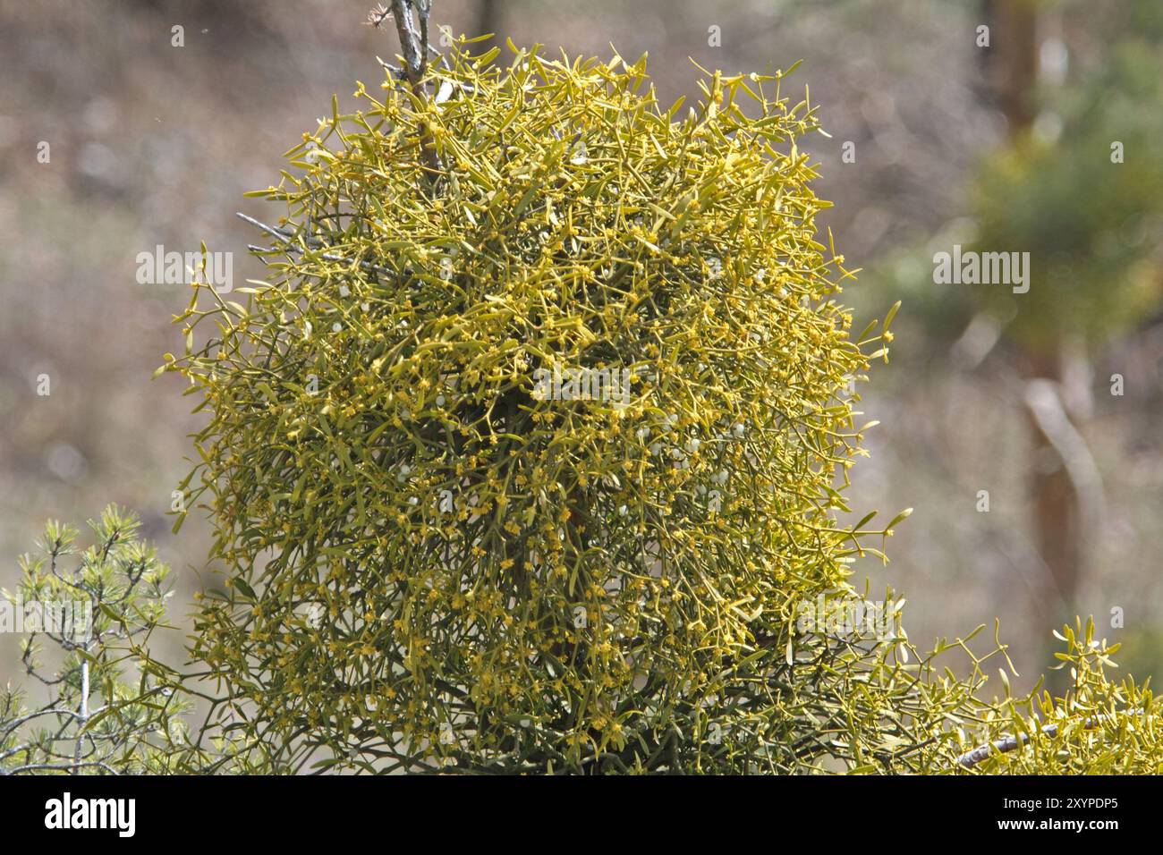 Showy mistletoes hi-res stock photography and images - Alamy