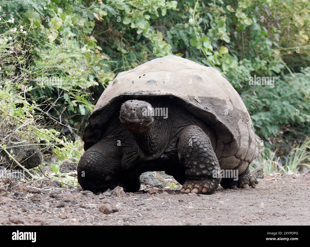 Galápagos tortoise, Galapagos-Riesenschildkröten, Tortue géante des ...