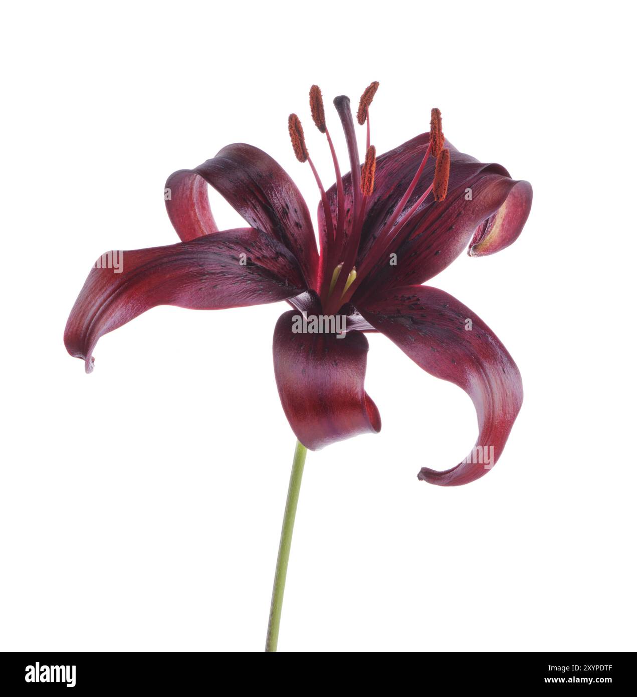 Bright red asiatic lily flower hi-res stock photography and images - Alamy
