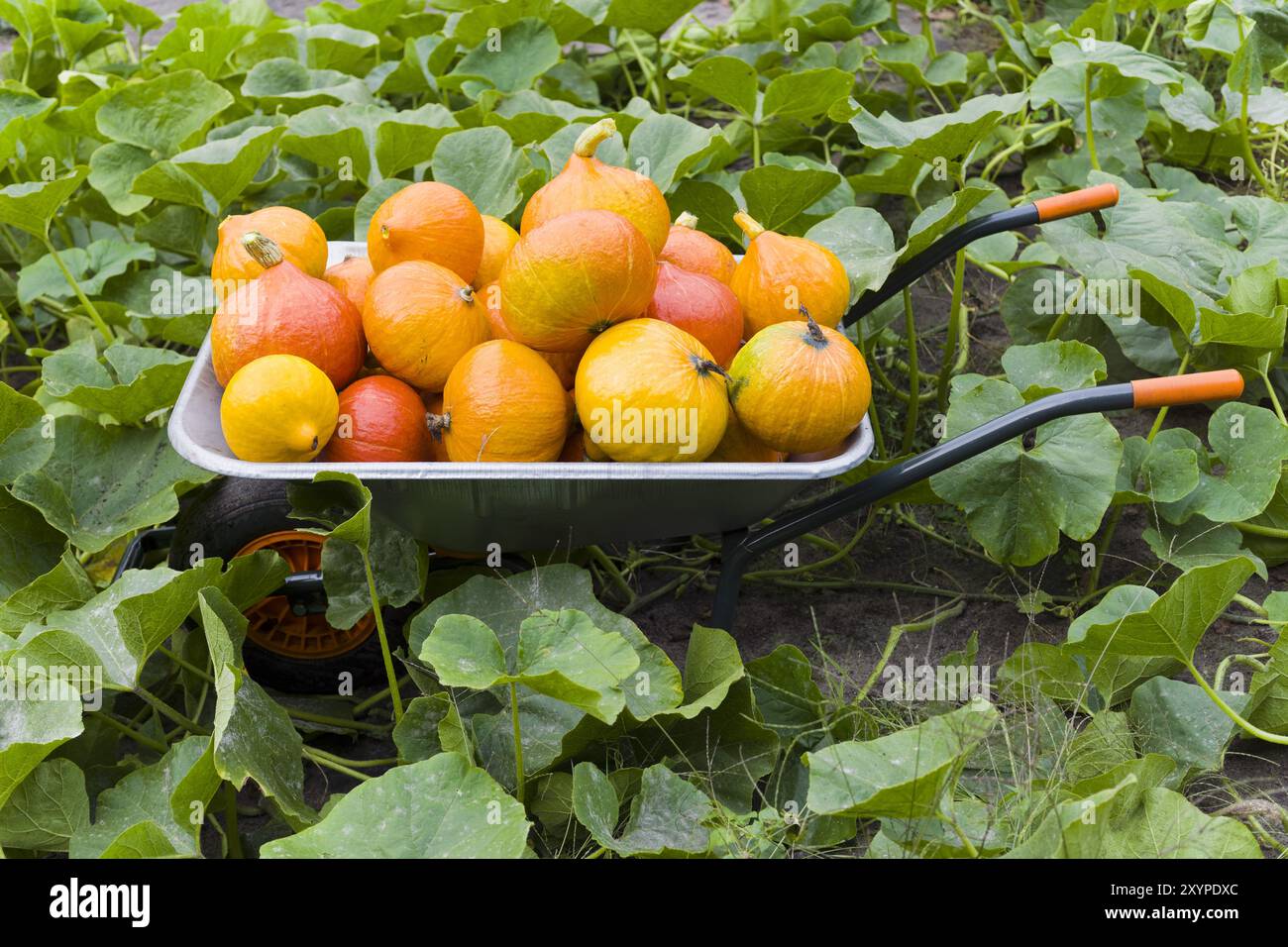Frost is on the pumpkin hi-res stock photography and images - Alamy