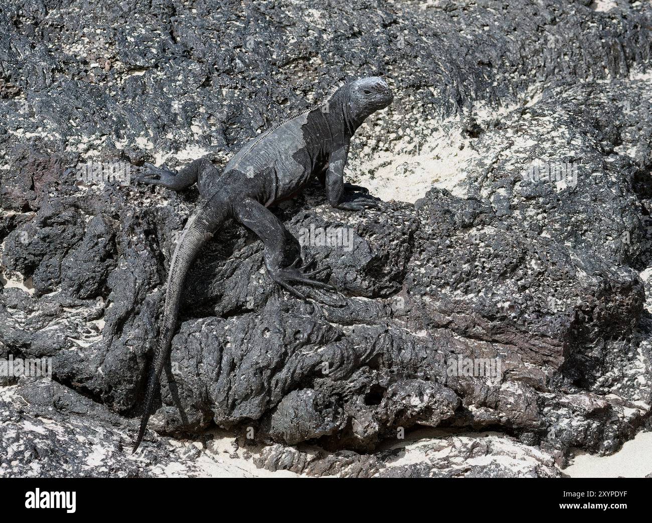 Marine iguana, Meerechse, Iguane marin des Galapagos, Amblyrhynchus ...