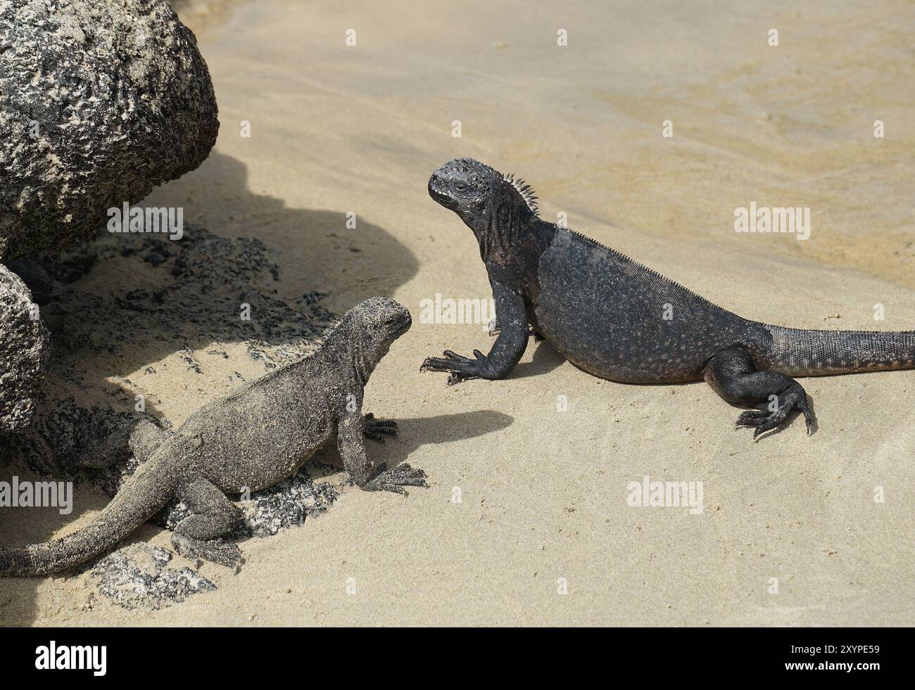 Marine iguana, Meerechse, Iguane marin des Galapagos, Amblyrhynchus ...