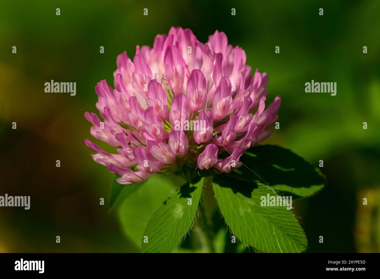 Clover in blossom hi-res stock photography and images - Alamy