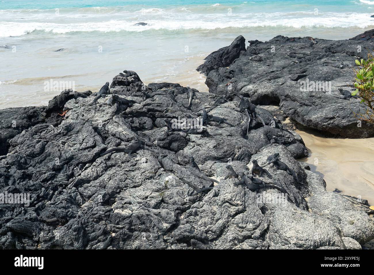 Marine iguana, Meerechse, Iguane marin des Galapagos, Amblyrhynchus ...