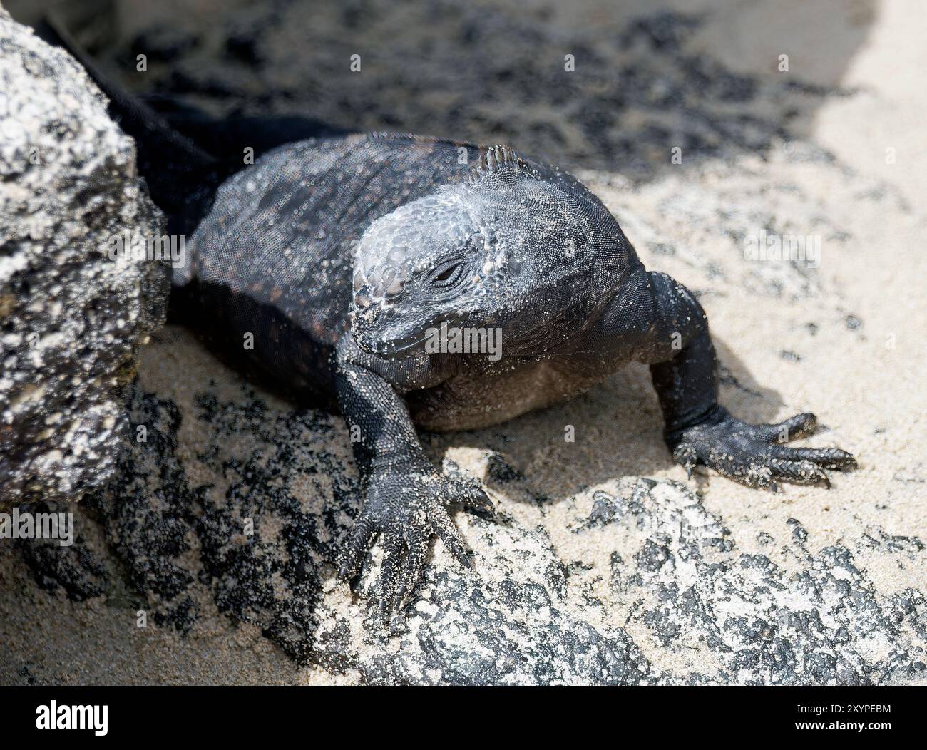 Marine iguana, Meerechse, Iguane marin des Galapagos, Amblyrhynchus ...