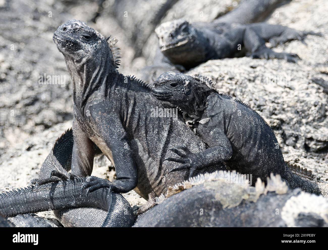 Marine iguana, Meerechse, Iguane marin des Galapagos, Amblyrhynchus ...