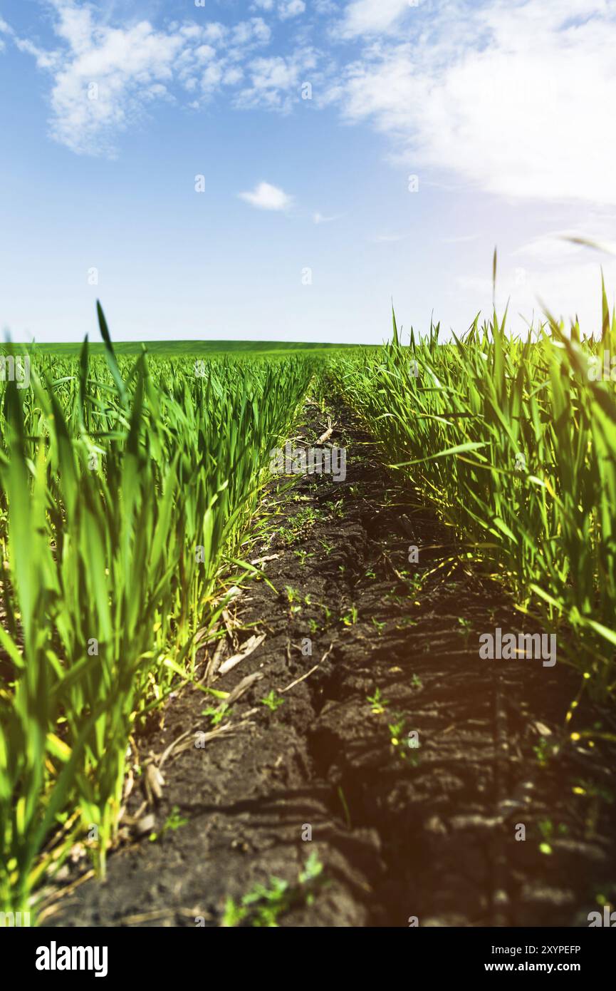 Macro close-up of wheat grass growing from the roots in the soil under ...
