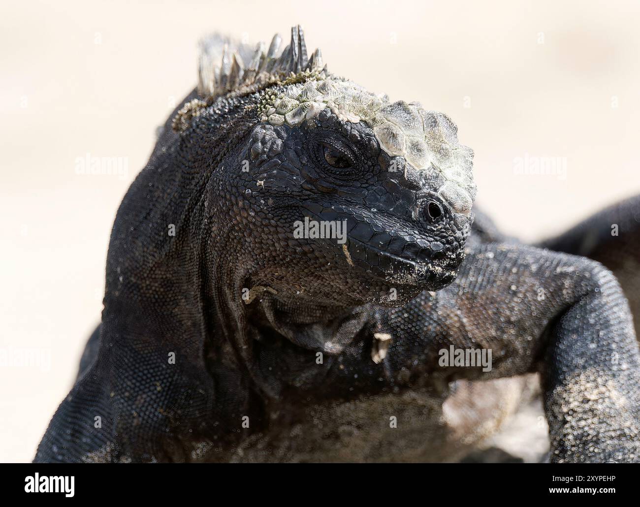 Marine iguana, Meerechse, Iguane marin des Galapagos, Amblyrhynchus ...