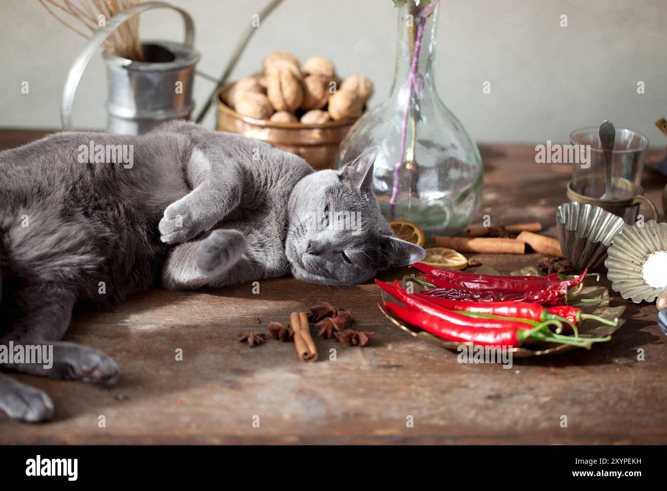 Cat oriented hi-res stock photography and images - Alamy