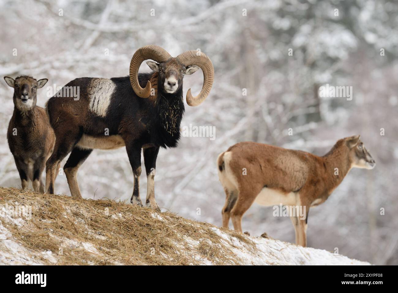 Mouflon herds hi-res stock photography and images - Alamy
