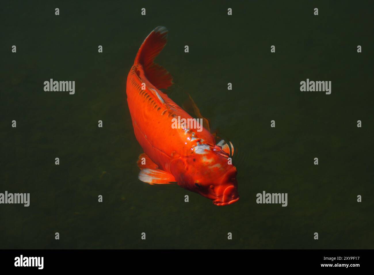 Koi breeds hi-res stock photography and images - Alamy