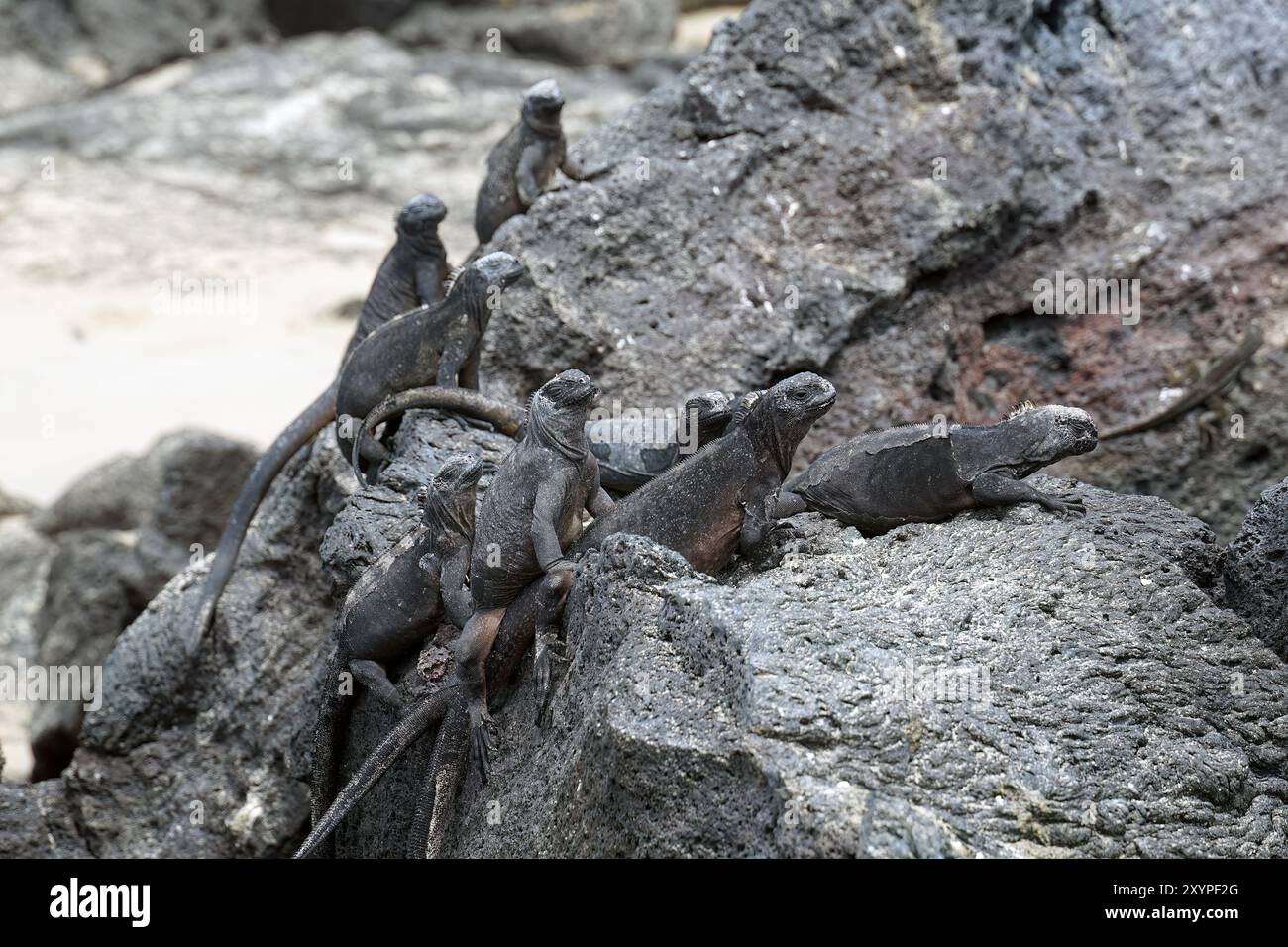 Marine iguana, Meerechse, Iguane marin des Galapagos, Amblyrhynchus ...
