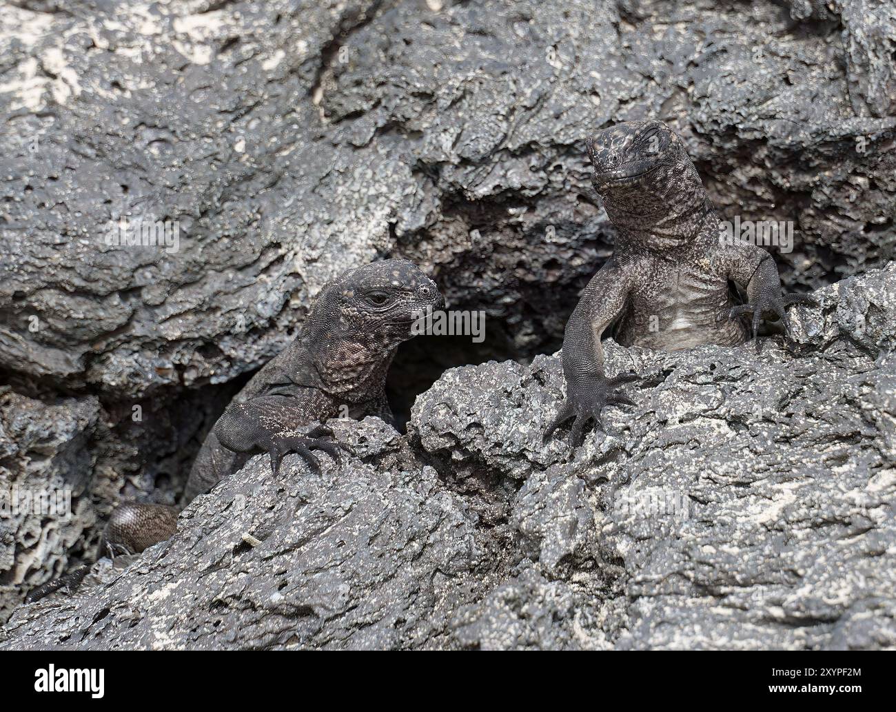 Marine iguana, Meerechse, Iguane marin des Galapagos, Amblyrhynchus ...