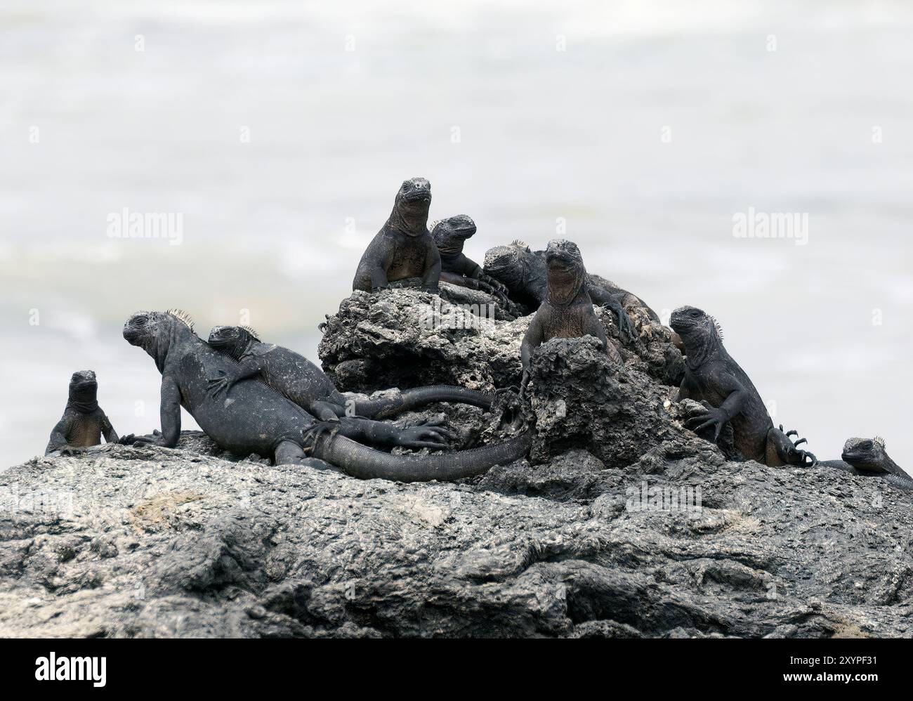 Marine iguana, Meerechse, Iguane marin des Galapagos, Amblyrhynchus ...