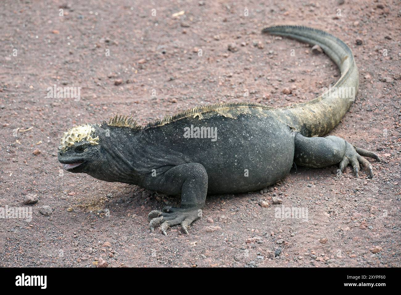 Marine iguana, Meerechse, Iguane marin des Galapagos, Amblyrhynchus ...