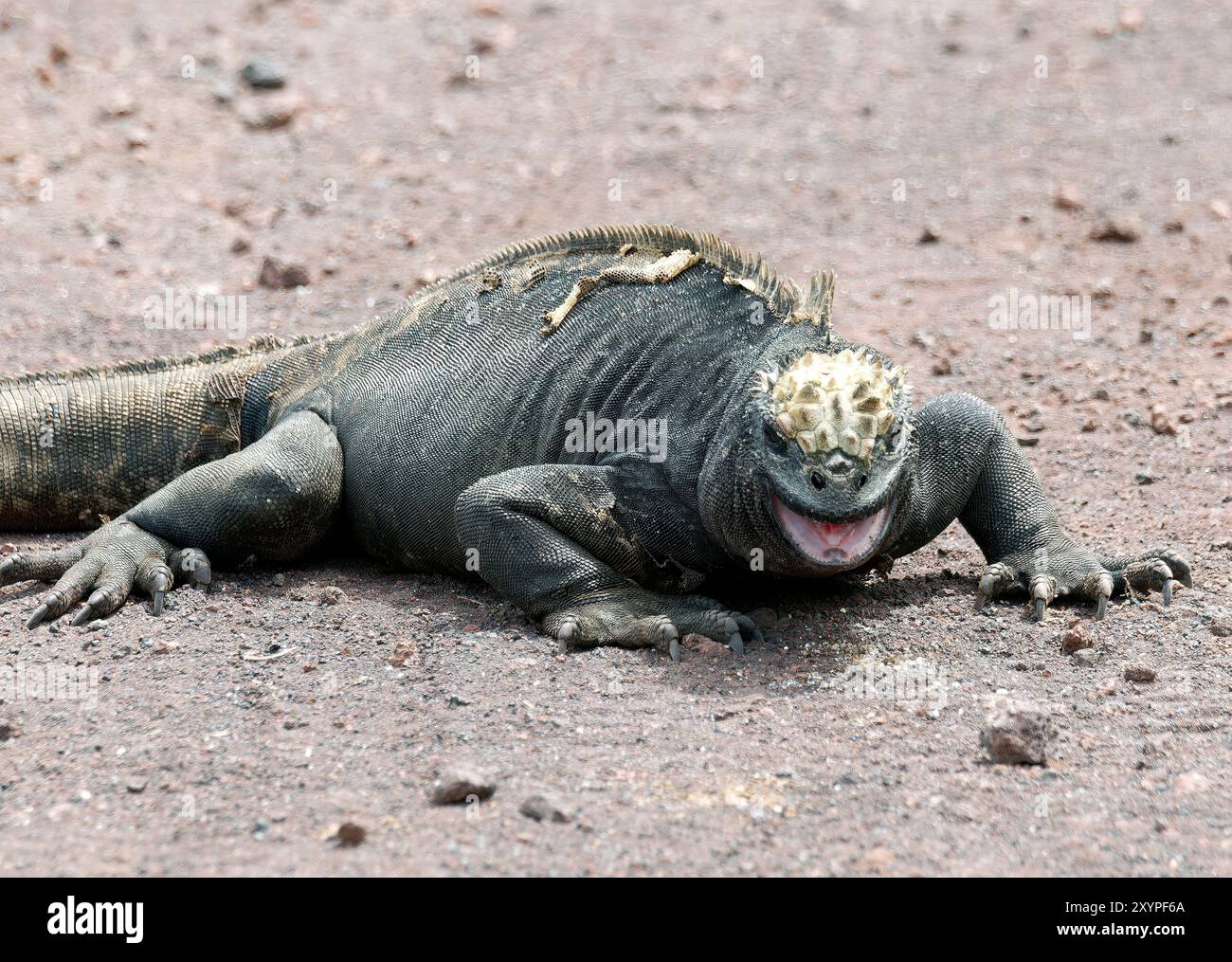 Marine iguana, Meerechse, Iguane marin des Galapagos, Amblyrhynchus ...