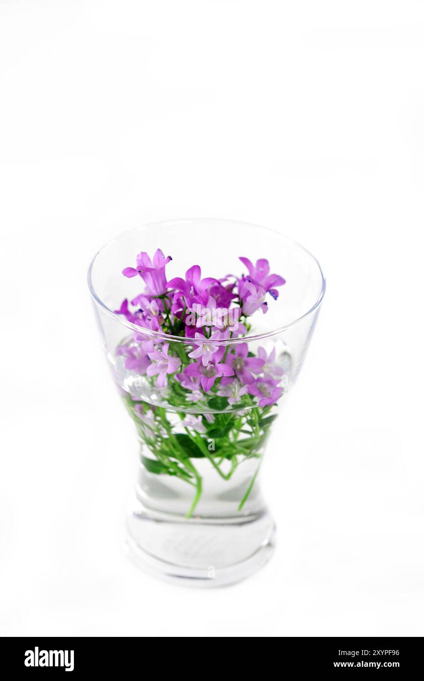 Containers plant cut out empty hi-res stock photography and images - Alamy