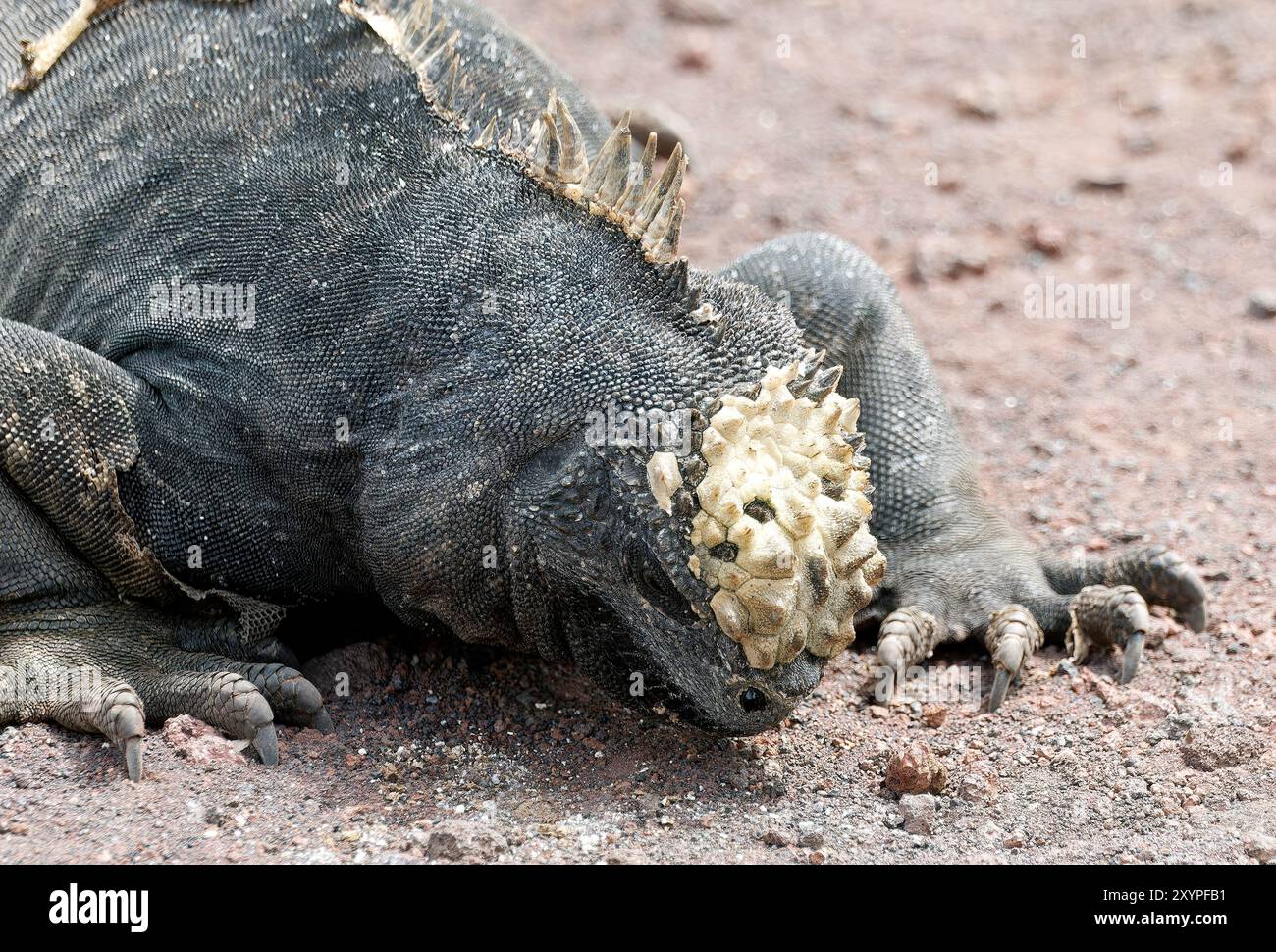 Marine iguana, Meerechse, Iguane marin des Galapagos, Amblyrhynchus ...