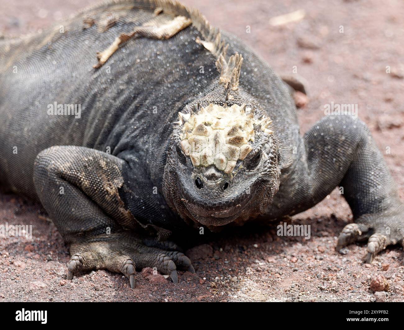 Marine iguana, Meerechse, Iguane marin des Galapagos, Amblyrhynchus ...