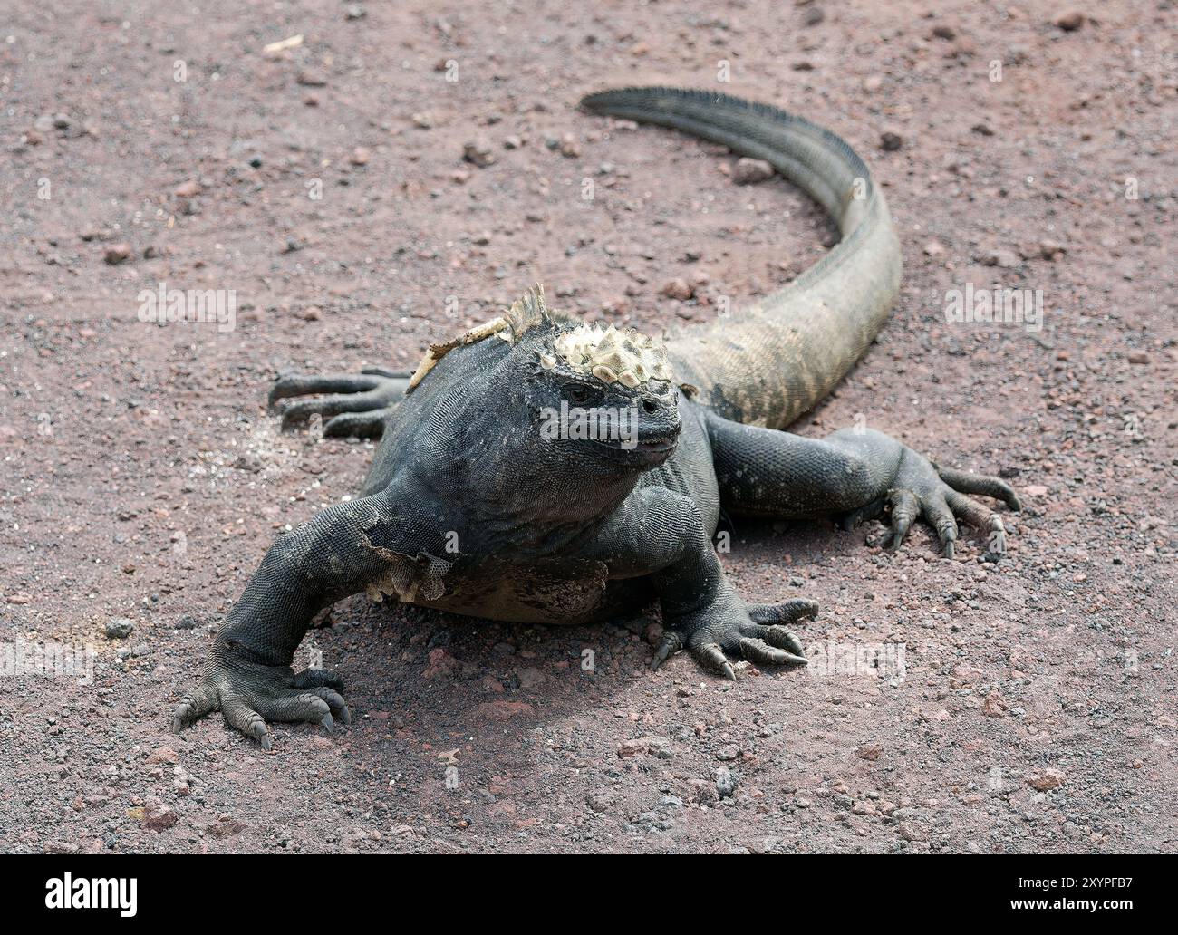 Marine iguana, Meerechse, Iguane marin des Galapagos, Amblyrhynchus ...
