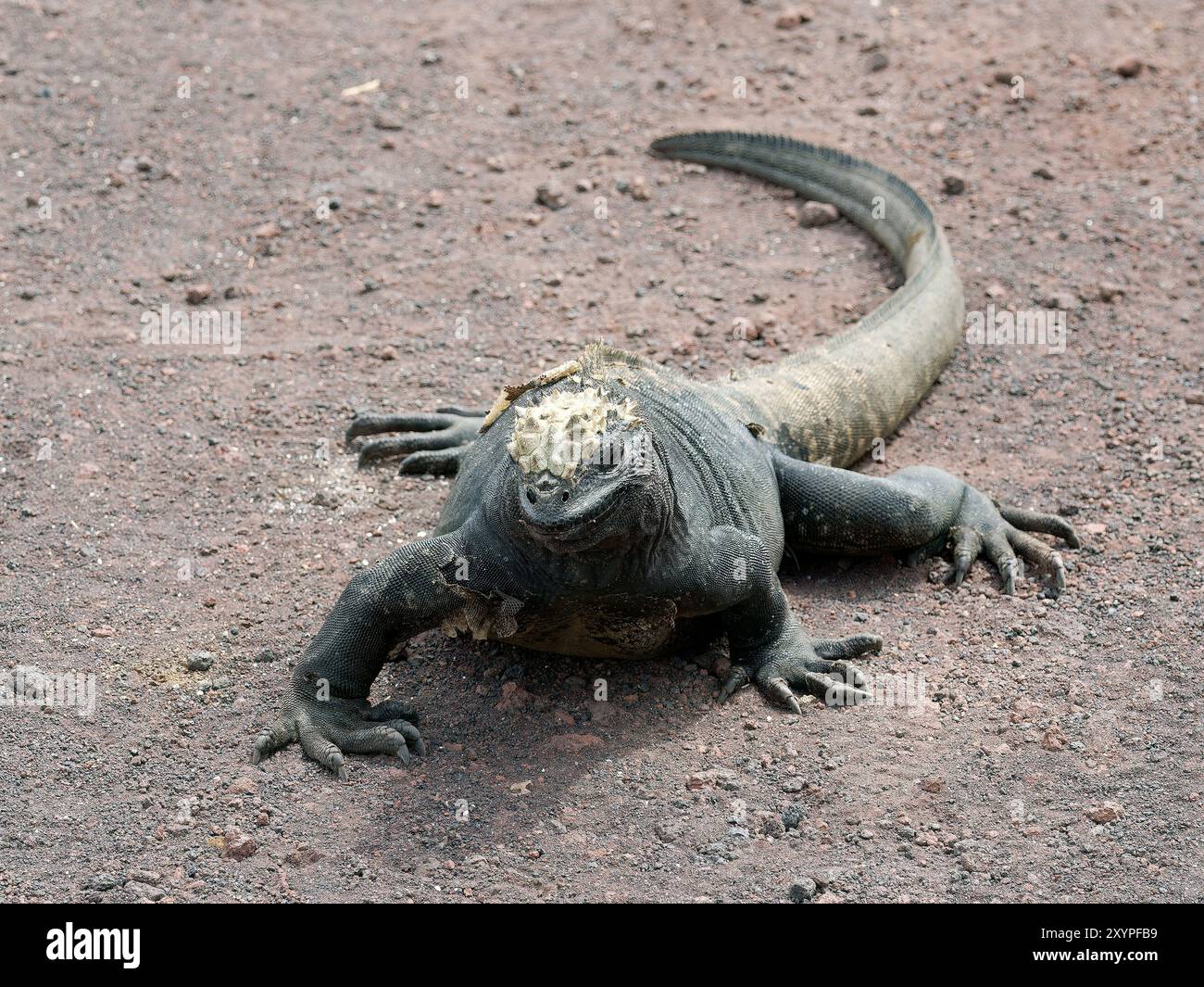 Marine iguana, Meerechse, Iguane marin des Galapagos, Amblyrhynchus ...