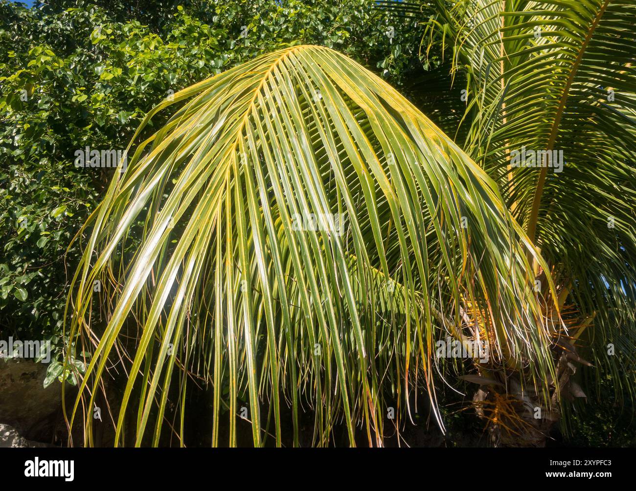 Coconut tree (Cocos nucifera) plant and its leaves Stock Photo - Alamy