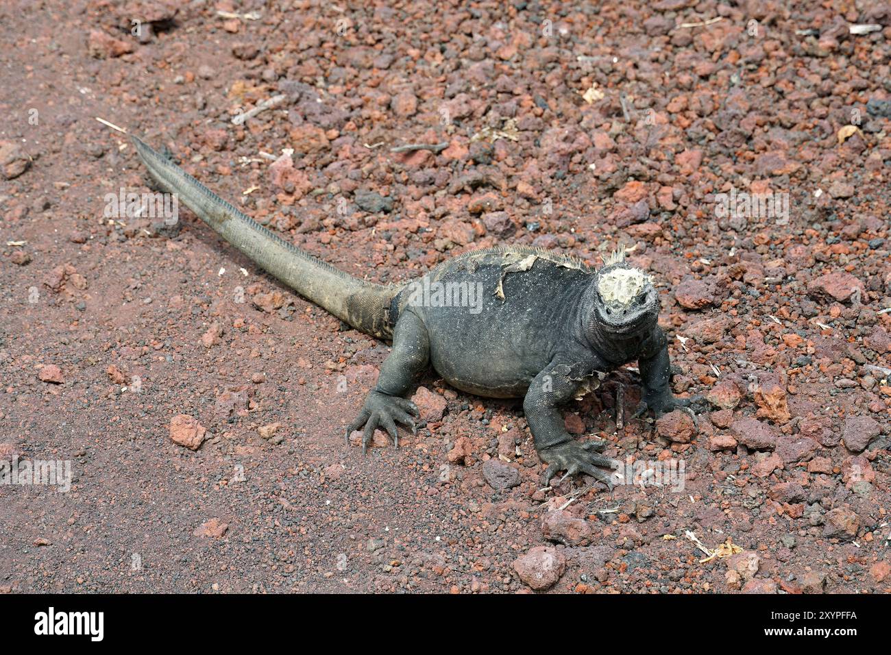 Marine iguana, Meerechse, Iguane marin des Galapagos, Amblyrhynchus ...