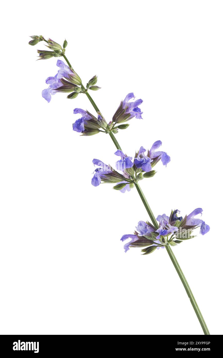 Sage salvia officinalis in bloom Cut Out Stock Images & Pictures - Alamy