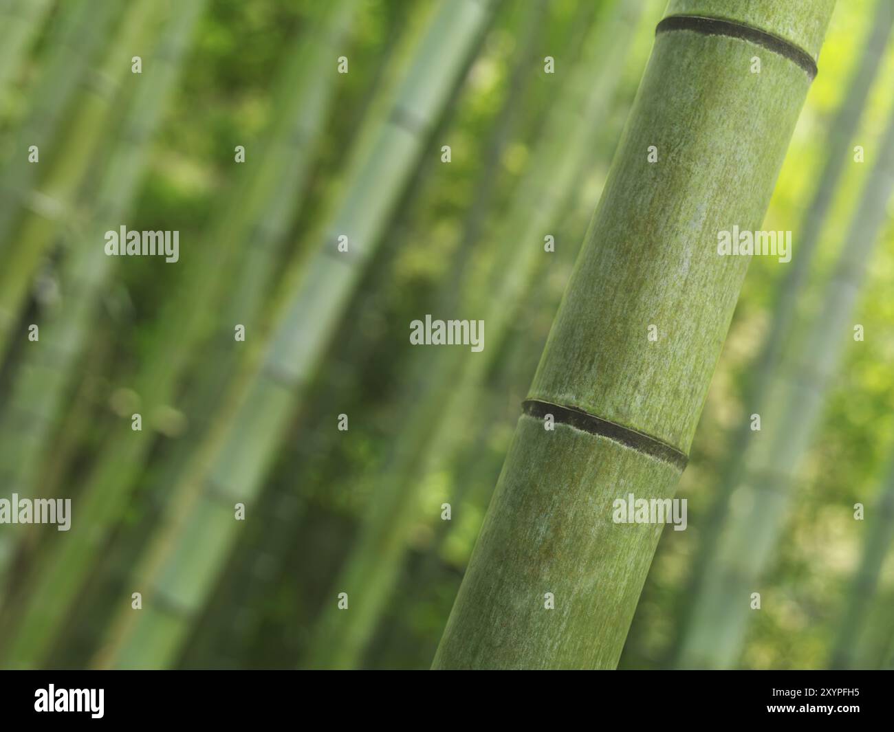 Closeup of green bamboo stem culm over bamboo forest background ...