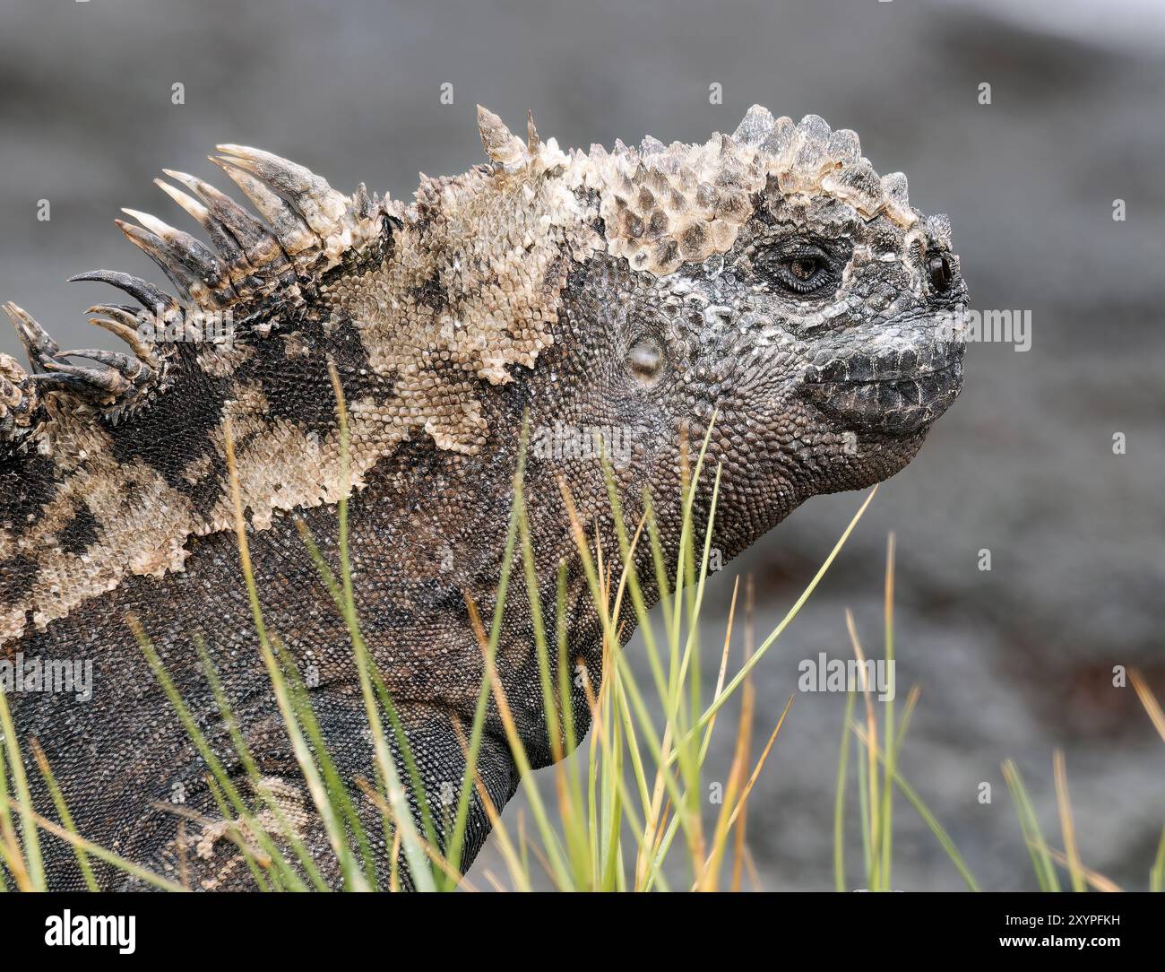Marine iguana, Meerechse, Iguane marin des Galapagos, Amblyrhynchus ...