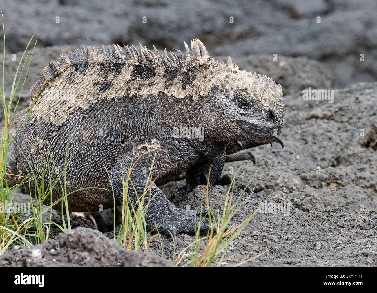 Marine iguana, Meerechse, Iguane marin des Galapagos, Amblyrhynchus ...