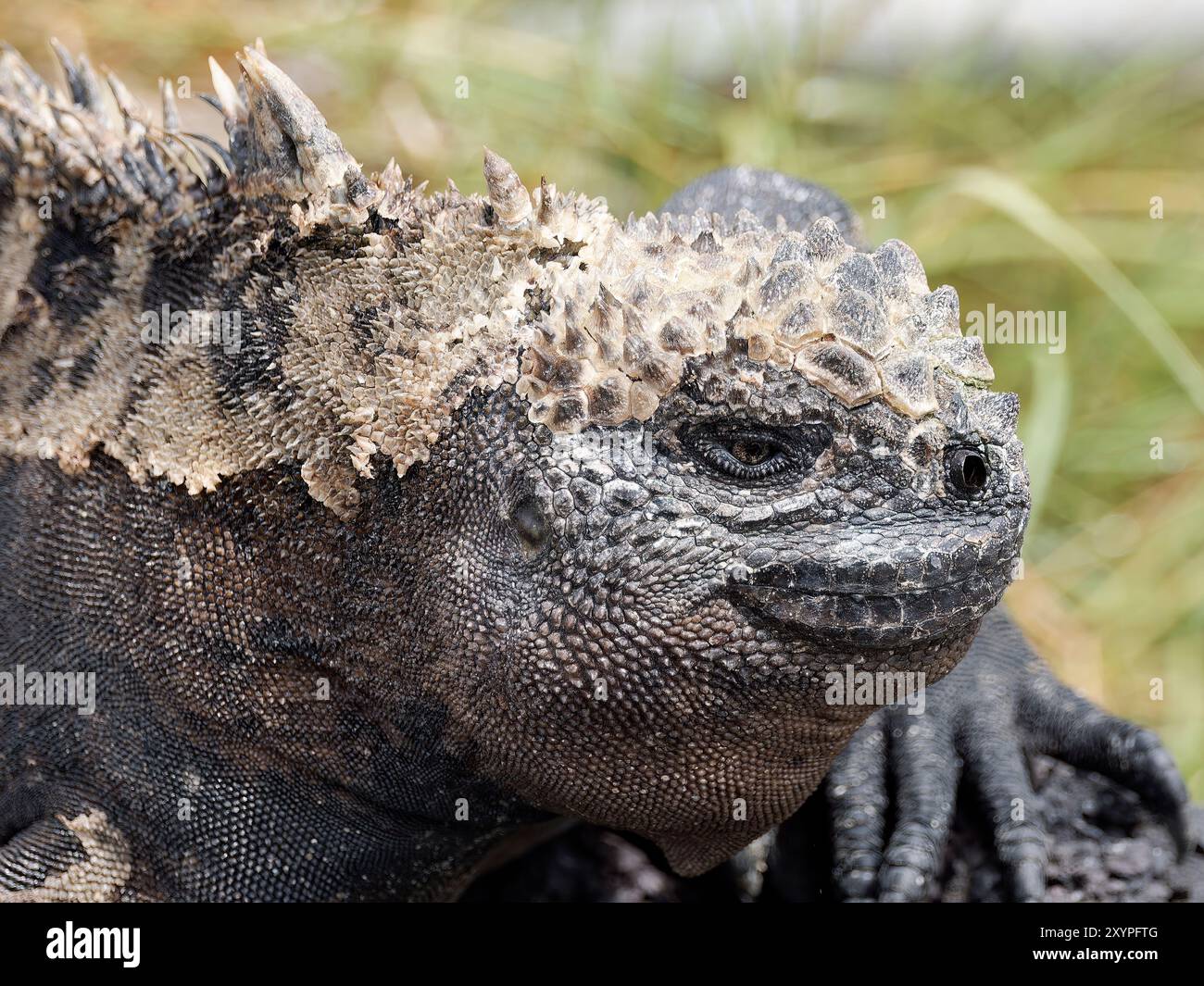 Marine iguana, Meerechse, Iguane marin des Galapagos, Amblyrhynchus ...