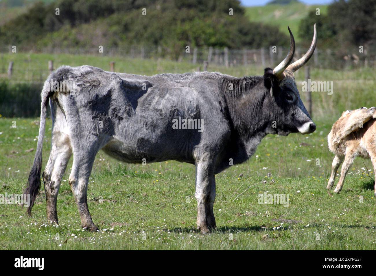 Maremmana cow hi-res stock photography and images - Alamy