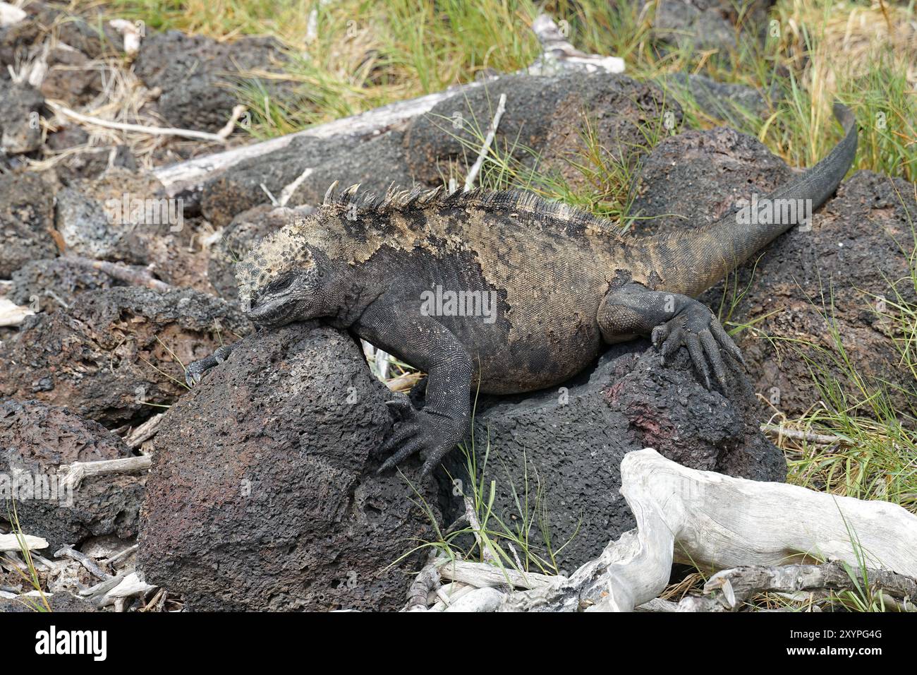 Marine iguana, Meerechse, Iguane marin des Galapagos, Amblyrhynchus ...