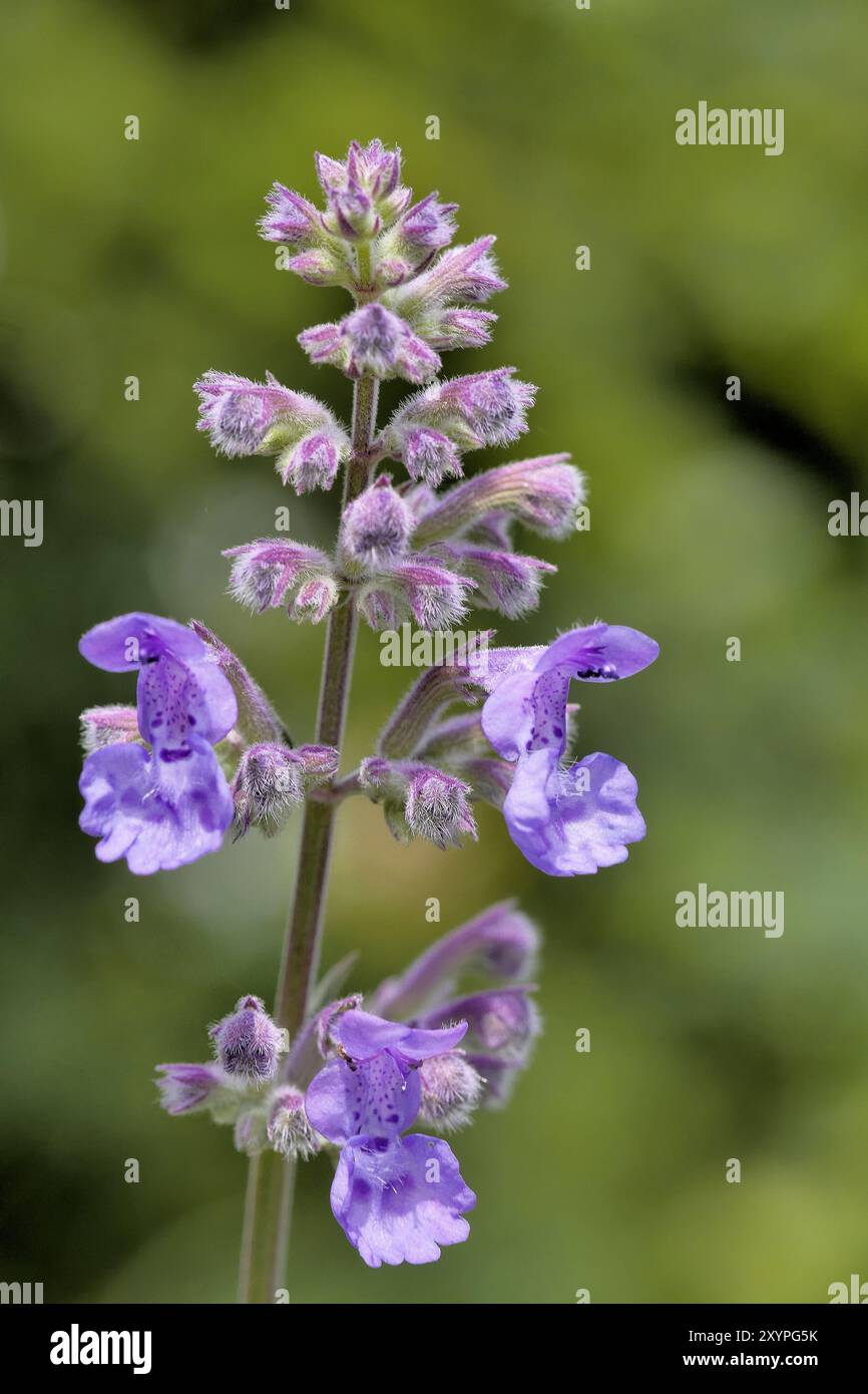 Catnips hi-res stock photography and images - Alamy