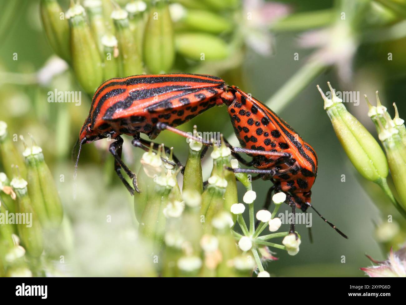 Bracken chafer beetles hi-res stock photography and images - Alamy