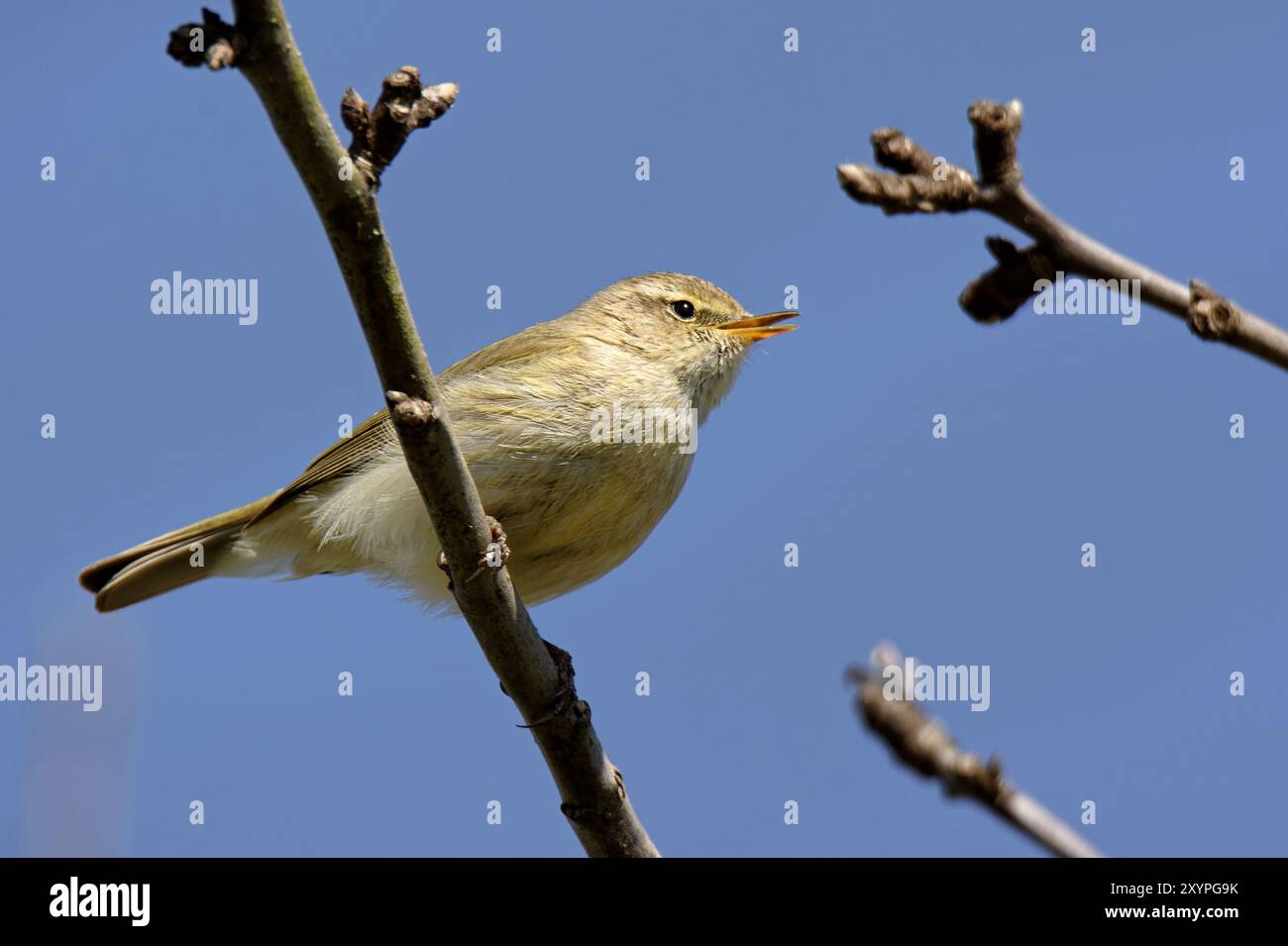 Common chiffchaffs hi-res stock photography and images - Alamy