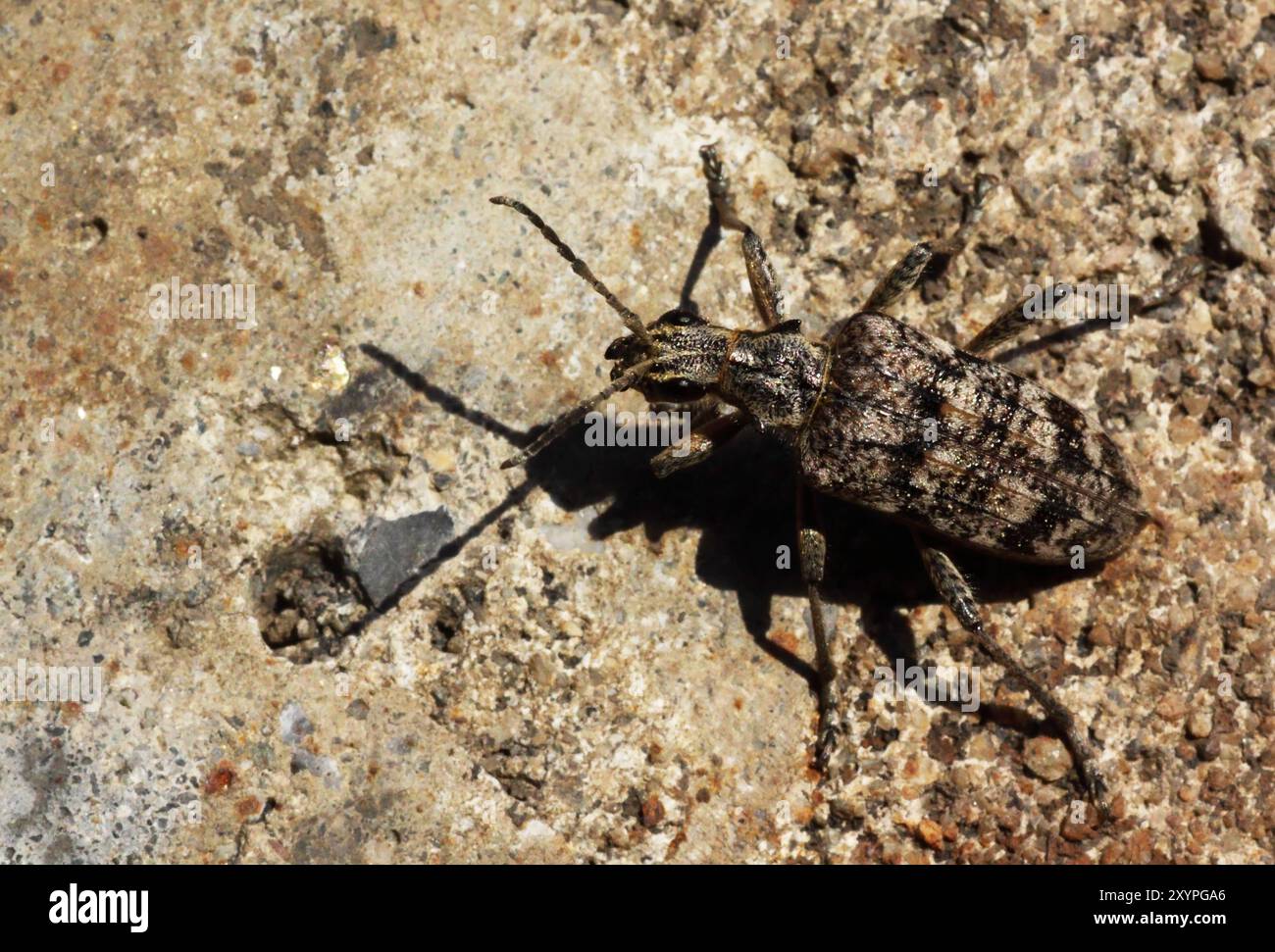 Longhorn beetle camouflage hi-res stock photography and images - Alamy