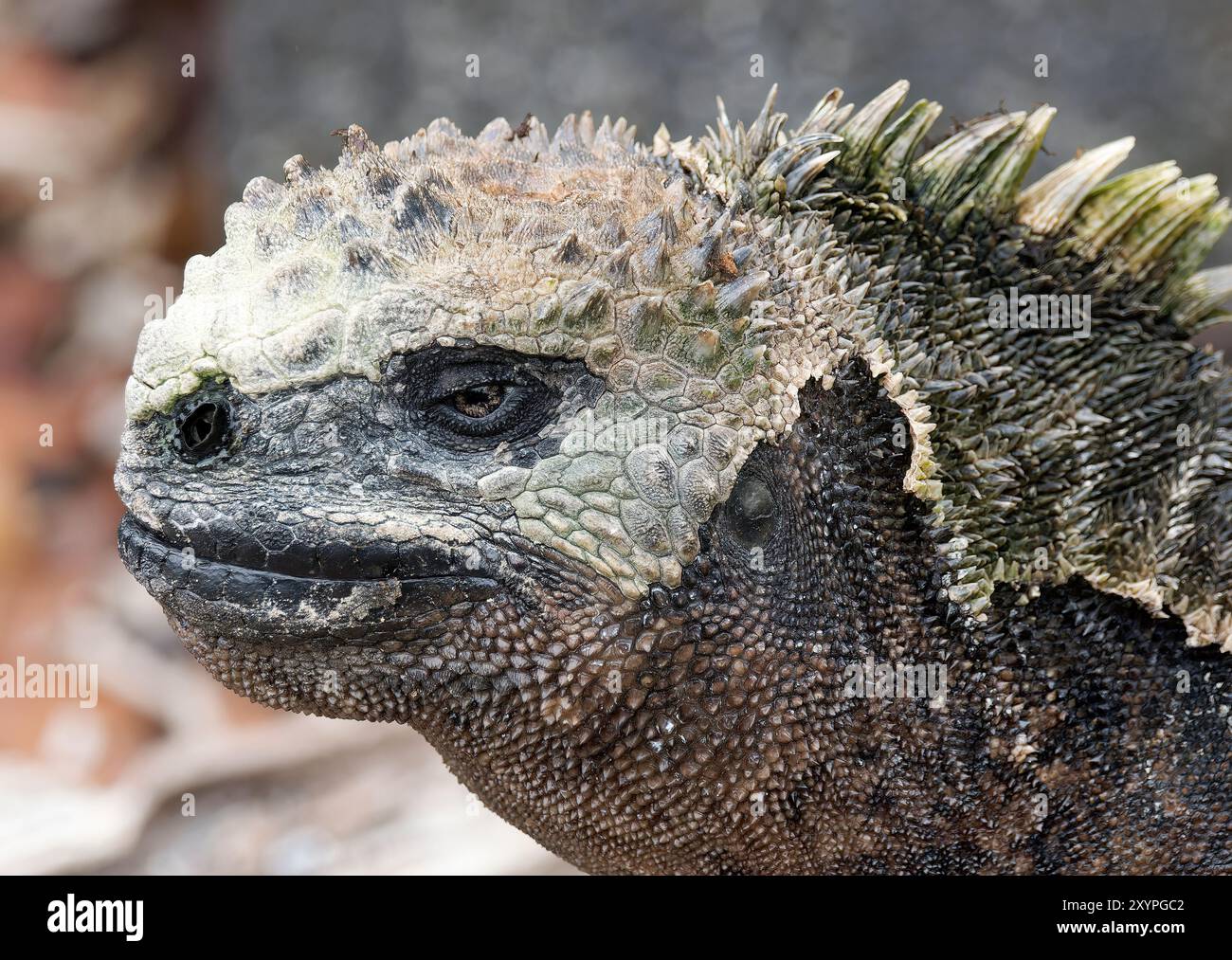 Marine iguana, Meerechse, Iguane marin des Galapagos, Amblyrhynchus ...