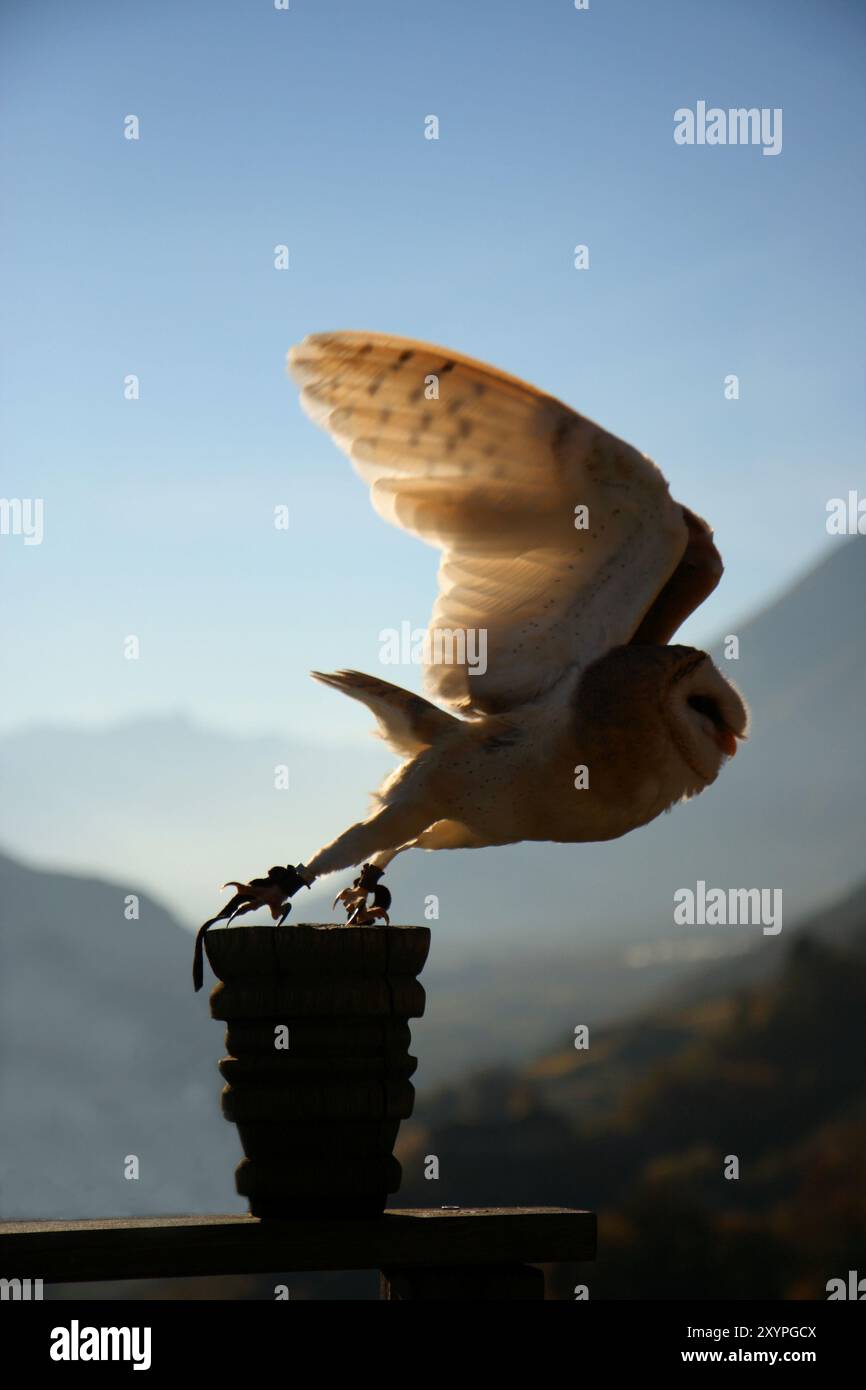 Barn owl stretching wing hi-res stock photography and images - Alamy