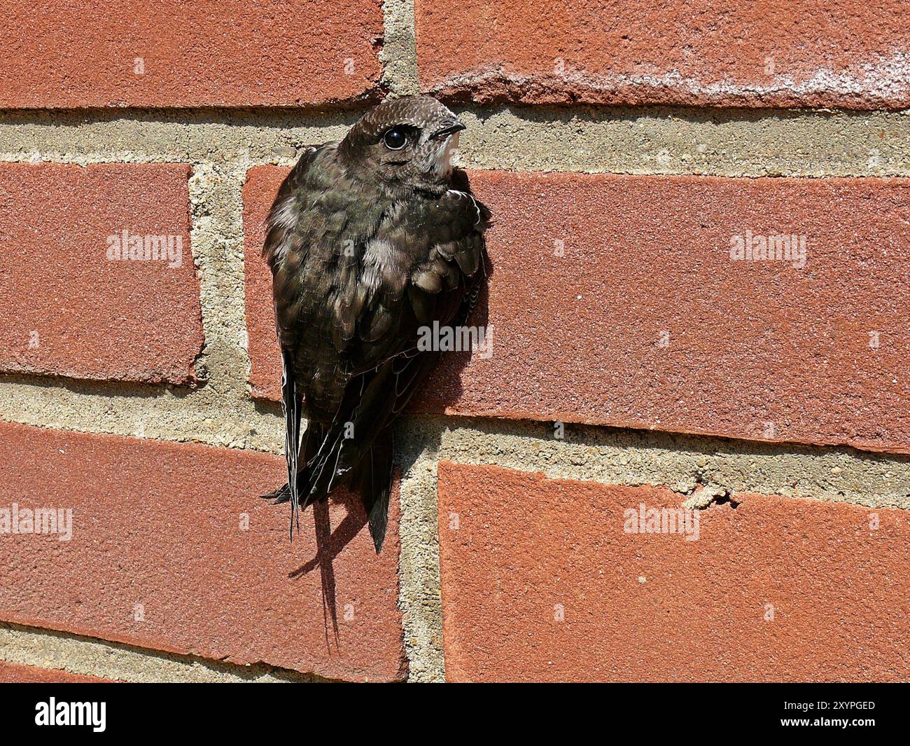 Swifts habitat hi-res stock photography and images - Alamy
