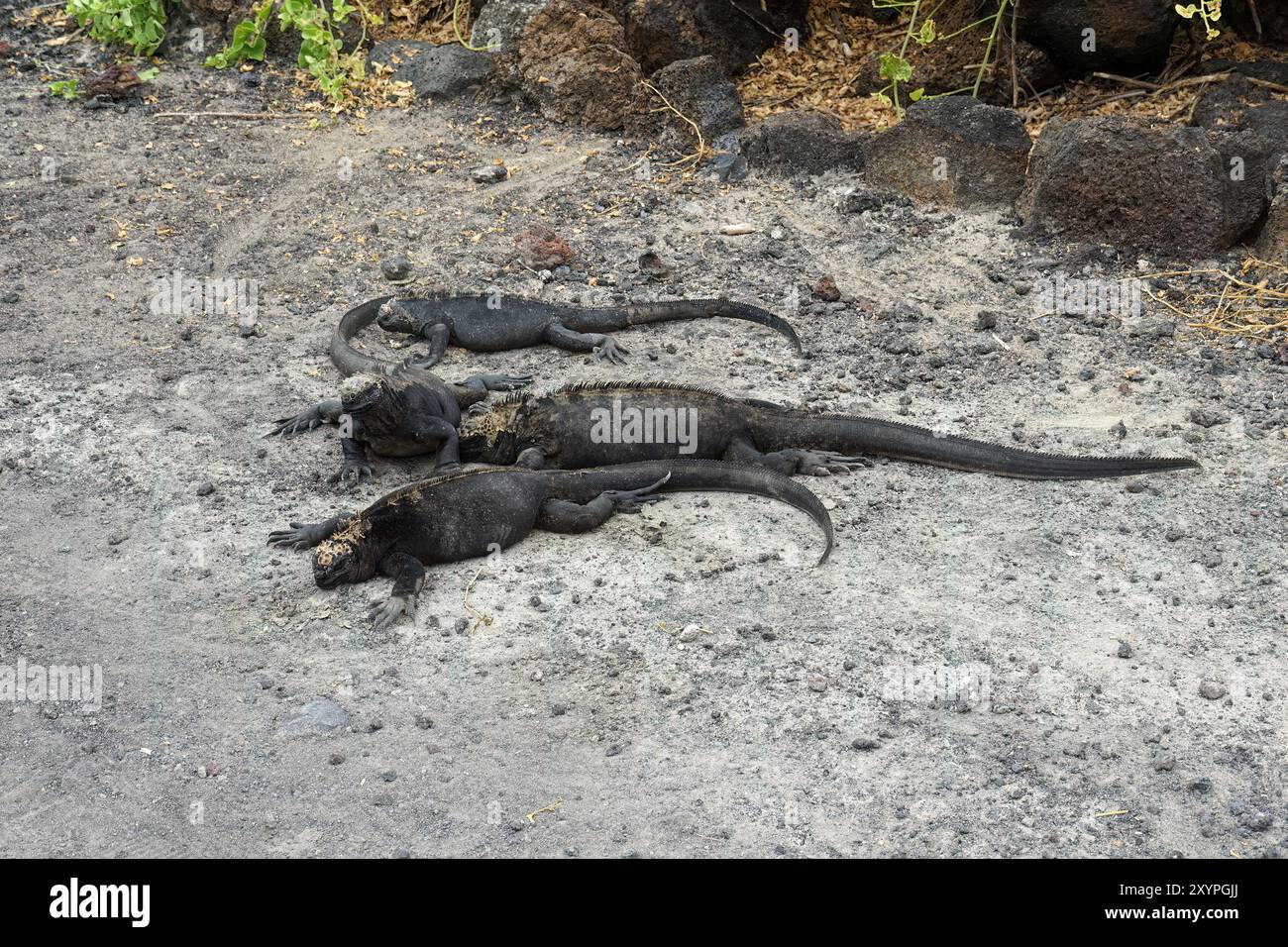 Marine iguana, Meerechse, Iguane marin des Galapagos, Amblyrhynchus ...